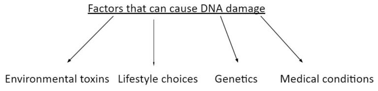 DNA Fragmentation Test of Sperm: How Far it’s Helpful