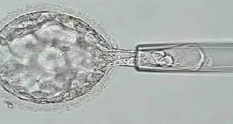 Importance of Genetic Testing PGT of Embryos for Abnormalities